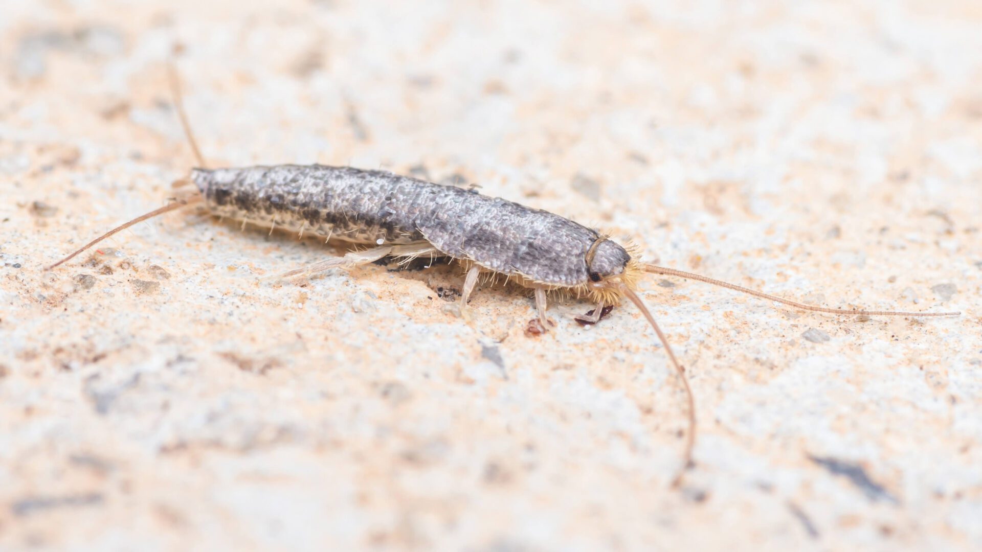 How to Get Rid of Silverfish in Your Bathroom: A Complete Guide